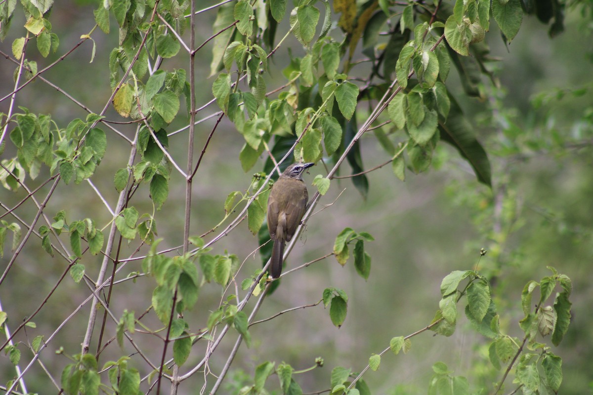 ML496993331 White-browed Bulbul Macaulay Library