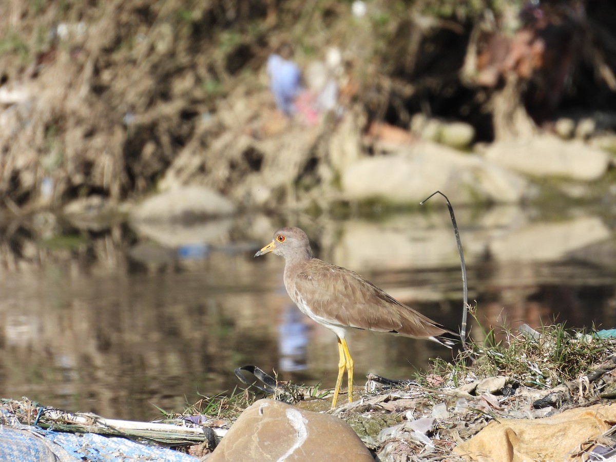 eBird Checklist - 23 Oct 2022 - Chobar D/S Bagmati Eastbank - 24 species