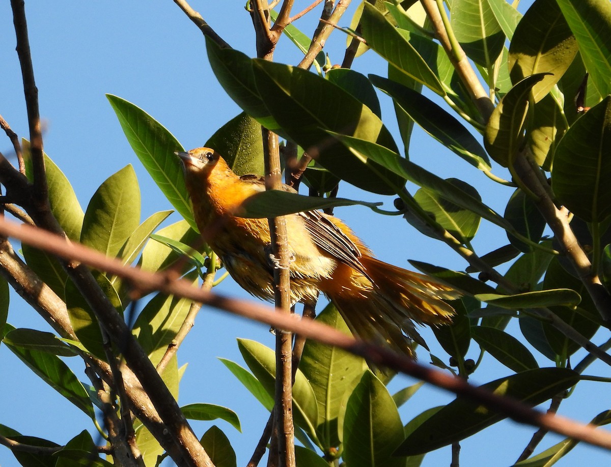 eBird Checklist - 23 Oct 2022 - Orchard View Park - 25 species