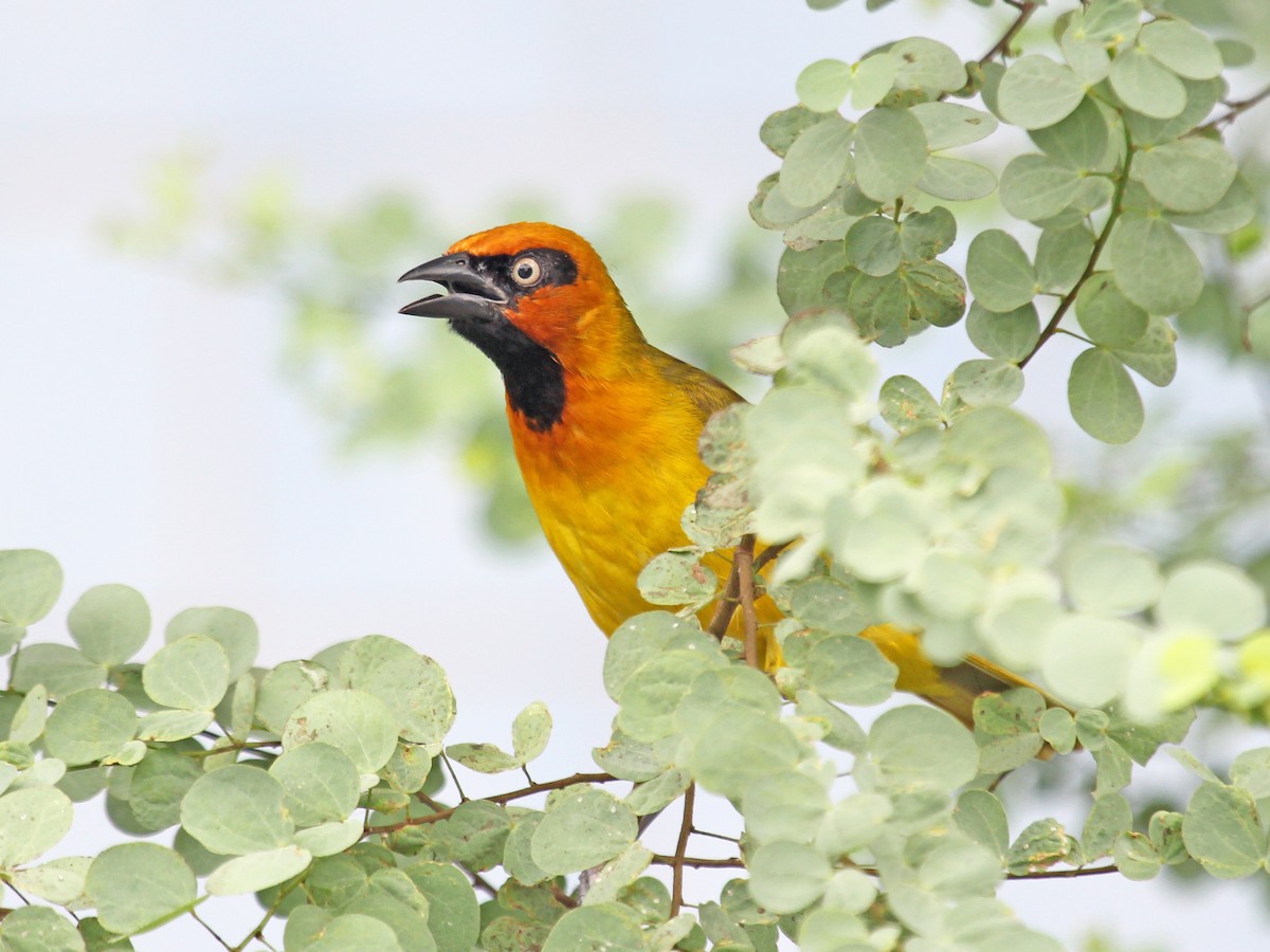 Olive-naped Weaver - Ploceus brachypterus - Birds of the World