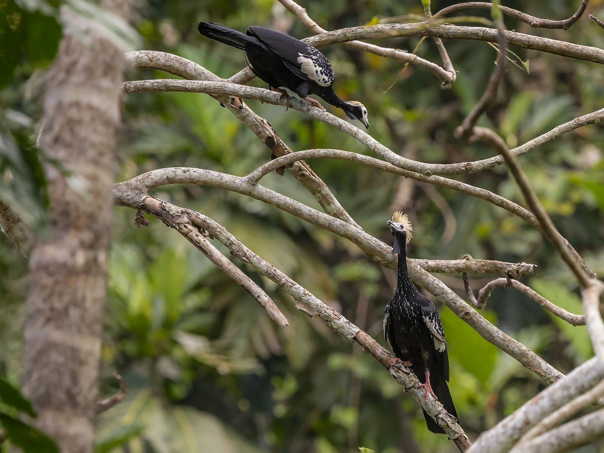 Blue-throated Piping-Guan - Pipile cumanensis - Birds of the World