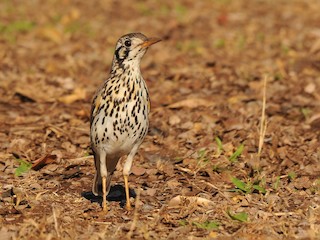 Groundscraper Thrush - Turdus litsitsirupa - Birds of the World