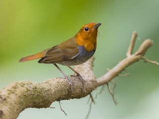Japanese Robin - Larvivora akahige - Birds of the World