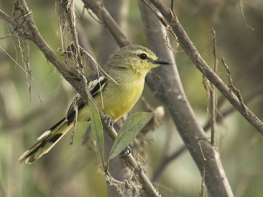 Lesser Wagtail-Tyrant - Stigmatura napensis - Birds of the World