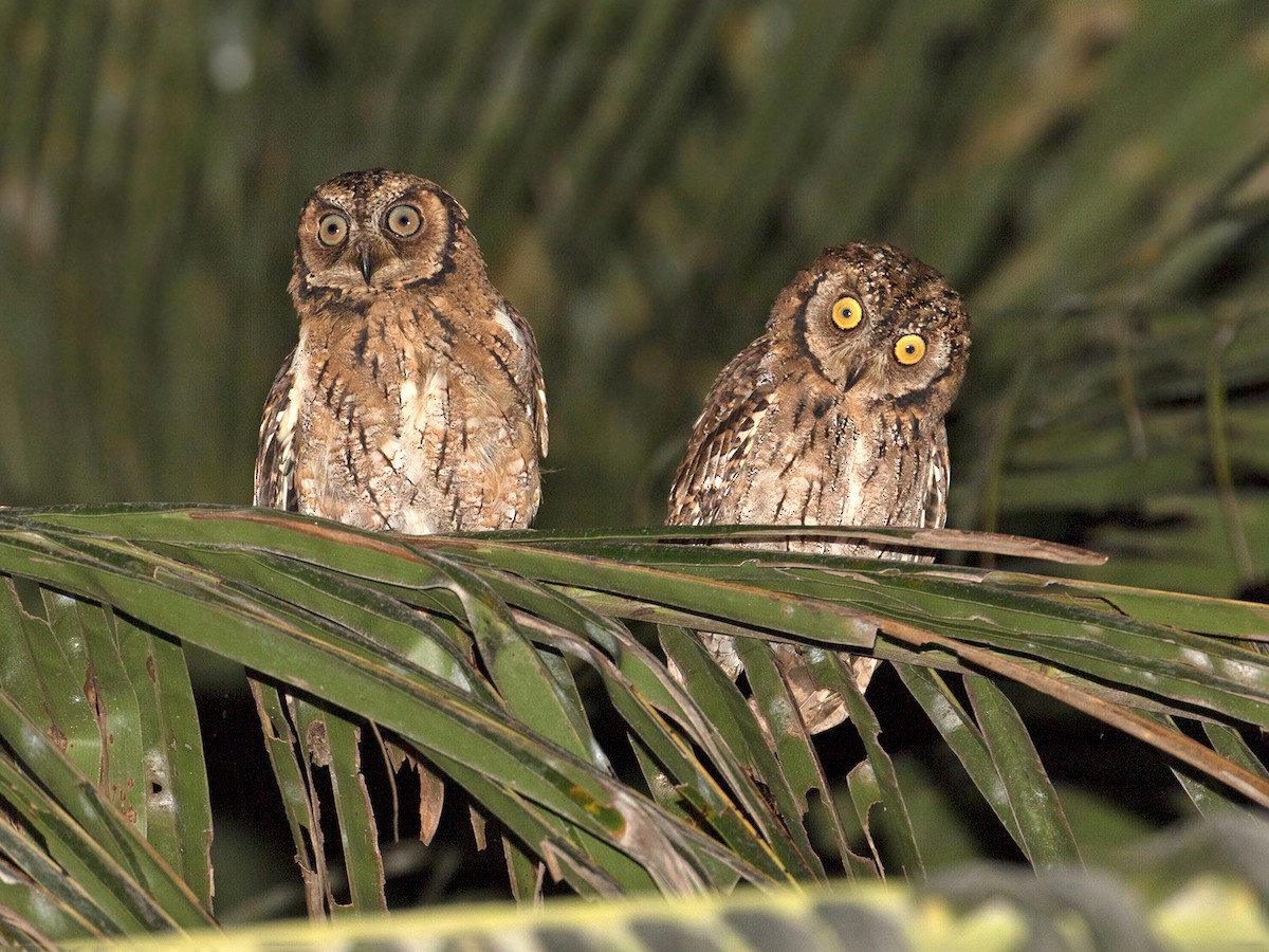 Moluccan Scops-Owl - Otus magicus - Birds of the World