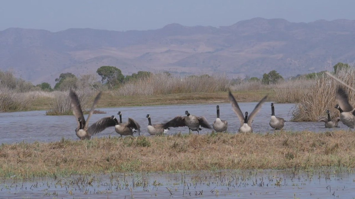 eBird Checklist - 27 Aug 2022 - Ormond Beach Wetlands, Oxnard - 1 species