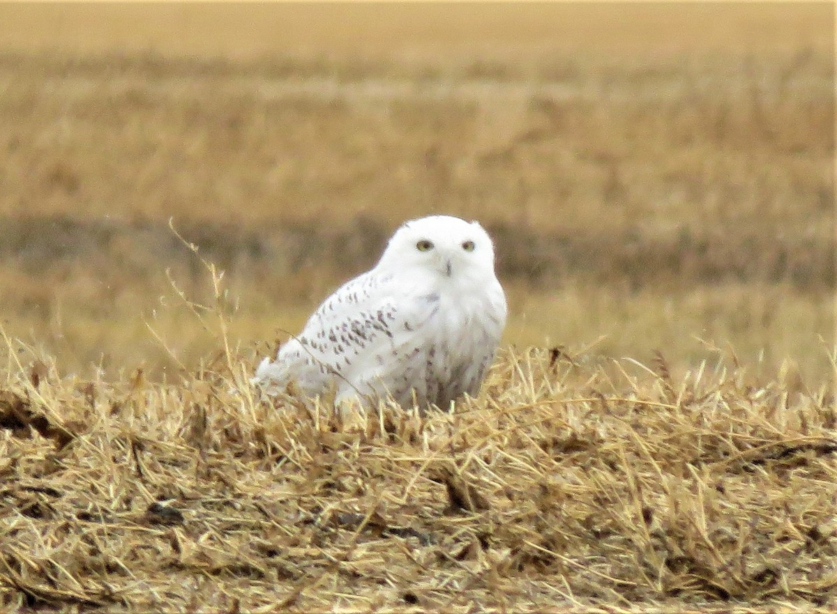 eBird Checklist - 24 Oct 2022 - 106th Street Northwest, Antler, North ...