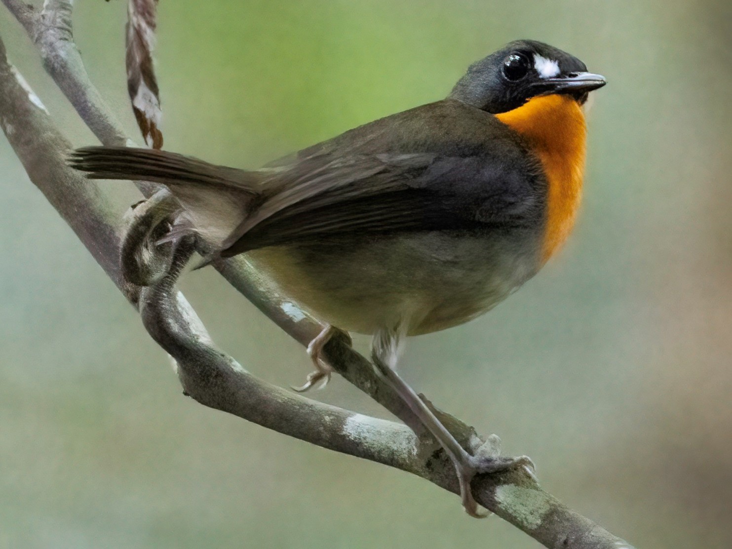 Orange-breasted Forest Robin - eBird