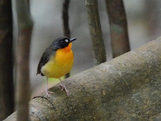 Yellow-breasted Forest Robin - Stiphrornis mabirae - Birds of the World