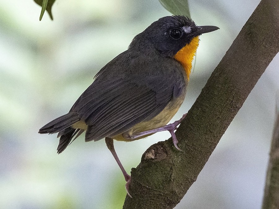 Yellow-breasted Forest Robin - eBird