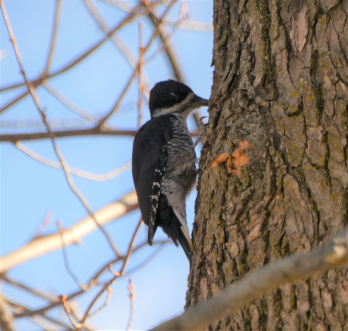 eBird Canada Checklist - 24 Oct 2022 - PN du Cap-St-Jacques - 21 species