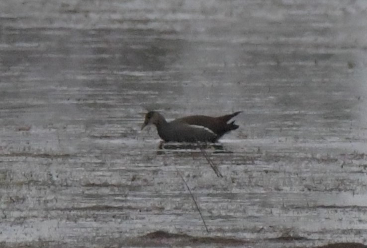 eBird Checklist - 24 Oct 2022 - Back Bay NWR--C Pool - 36 species