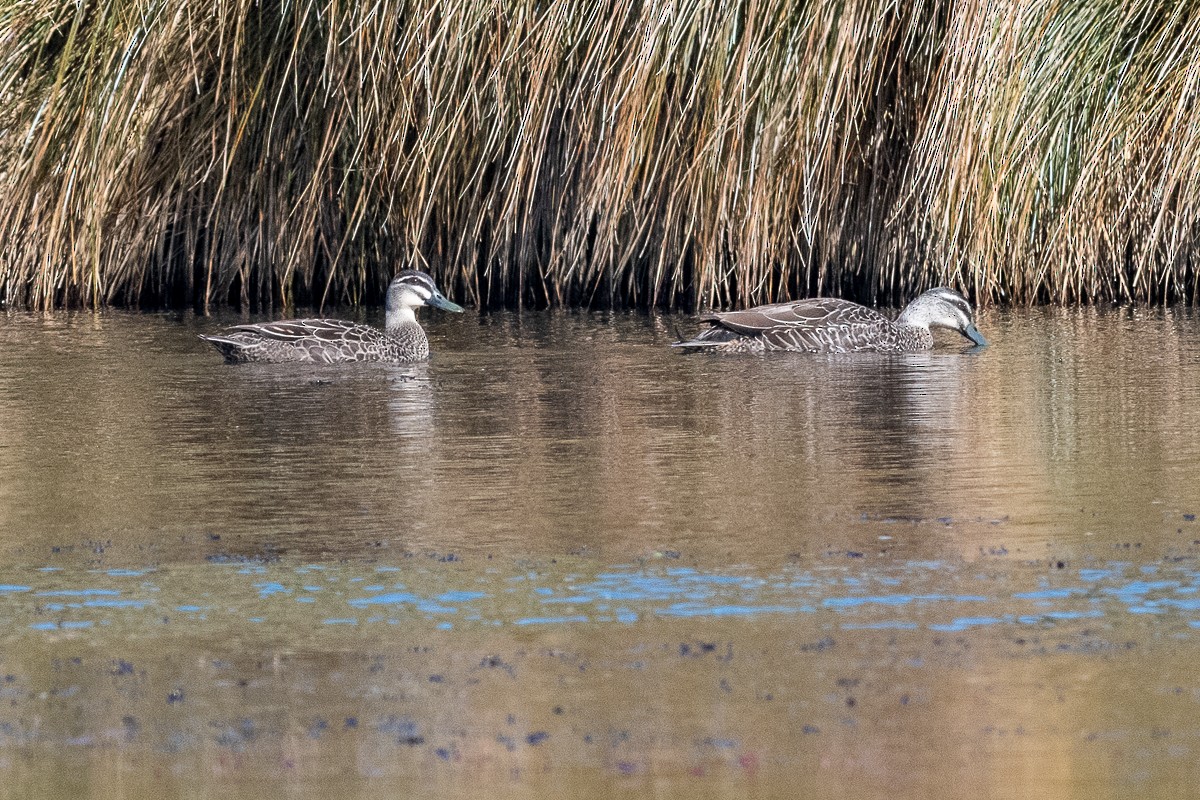 Mallard/Pacific Black Duck - eBird