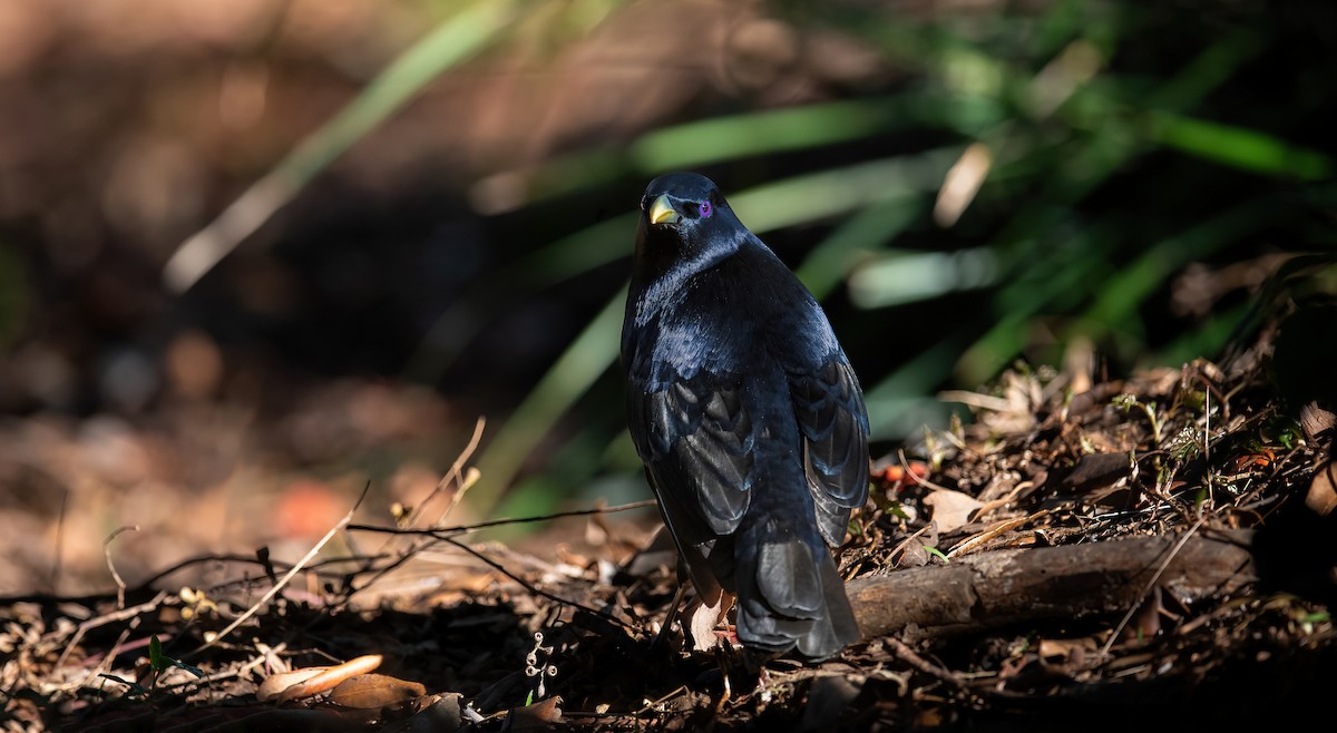ML497260971 Satin Bowerbird Macaulay Library