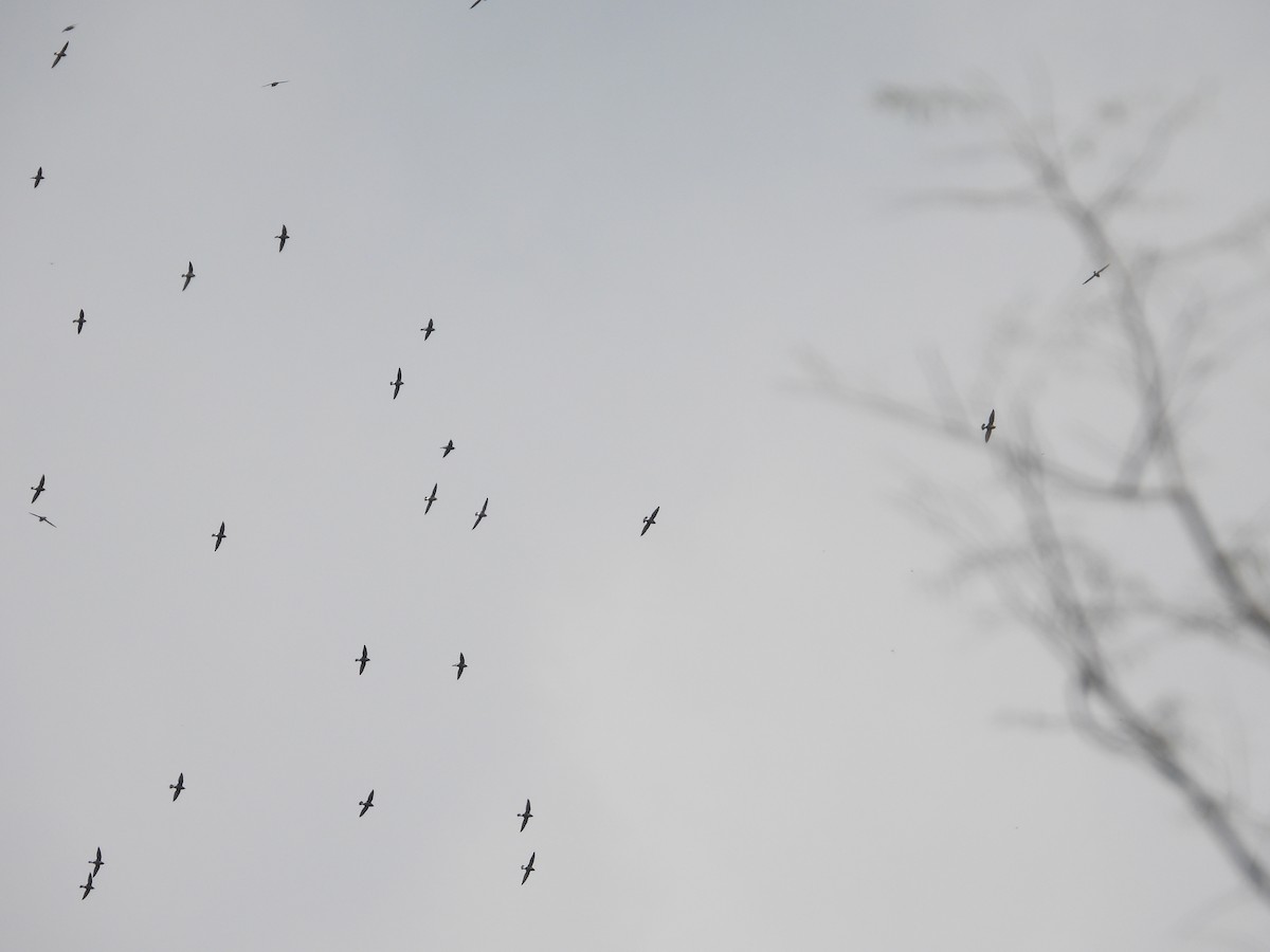 eBird Checklist - 25 Oct 2022 - Salim Ali Centre for Ornithology and ...