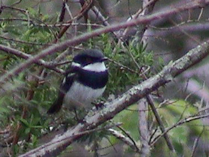 Malawi Batis - eBird