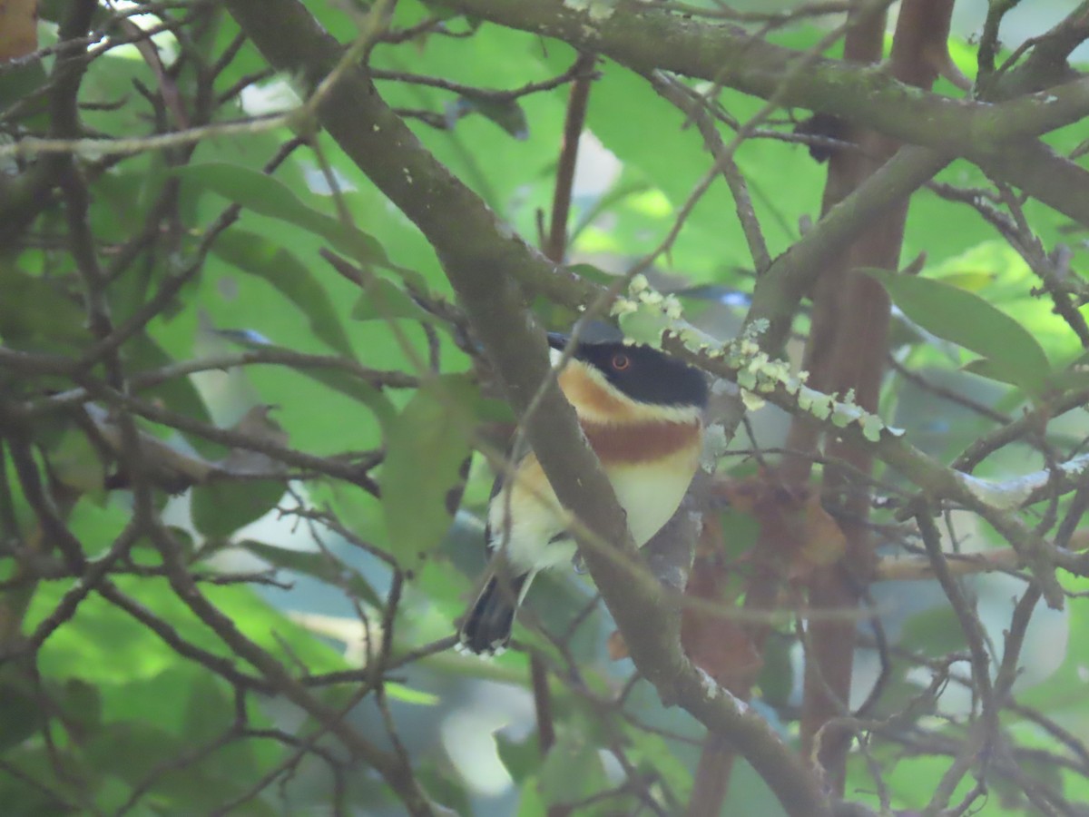 Malawi Batis - Batis dimorpha - Birds of the World