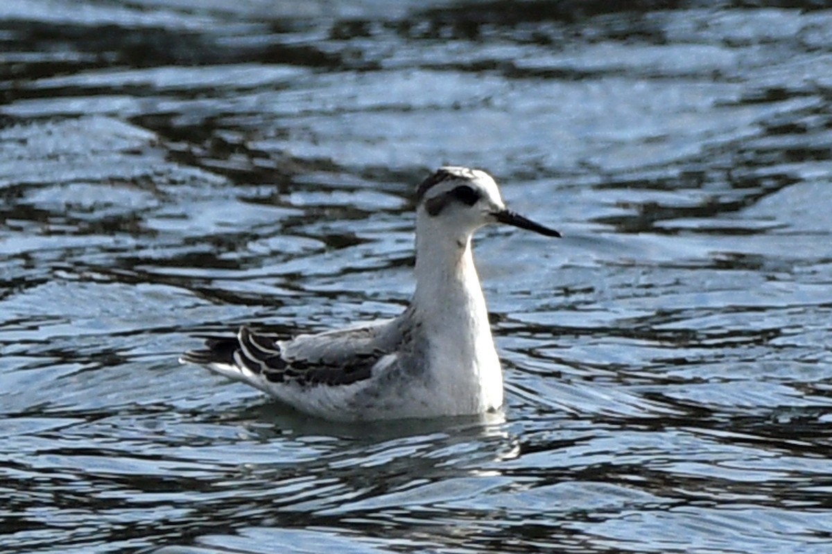 eBird Checklist - 25 Oct 2022 - Lake Julian Park - 12 species