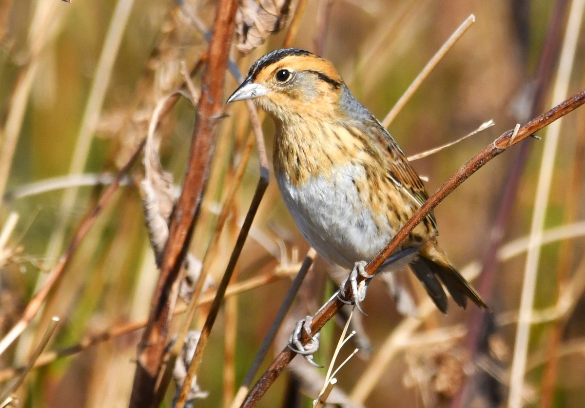 eBird Checklist - 25 Oct 2022 - WVU - JW Ruby Research Farm, Reedsville ...