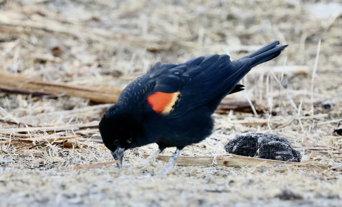ML497450061 - Red-winged Blackbird - Macaulay Library