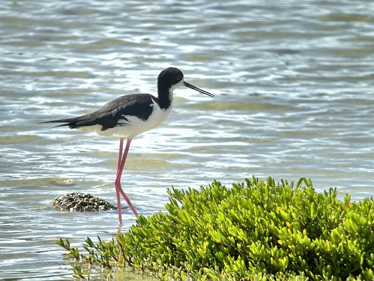 eBird Checklist - 16 Oct 2022 - Kawai'ele State Waterbird Sanctuary ...