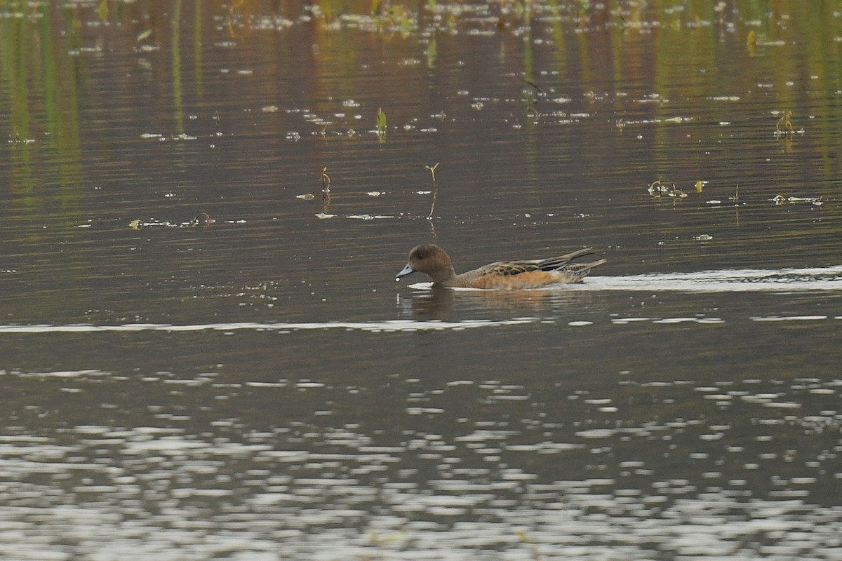 eBird Checklist - 25 Oct 2022 - RNF du cap Tourmente - 30 species