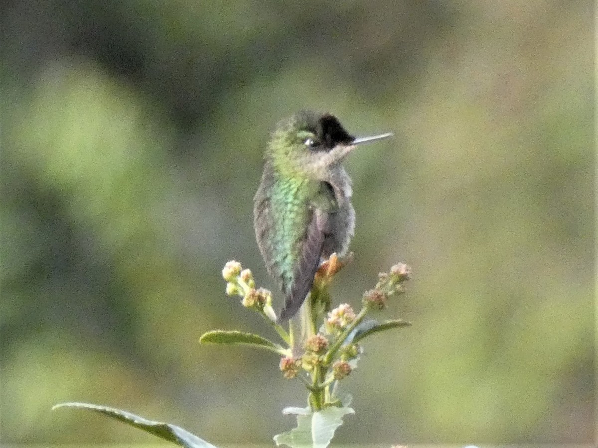 eBird Checklist - 25 Oct 2022 - Castro--Cerro Millantuy - 20 species ...