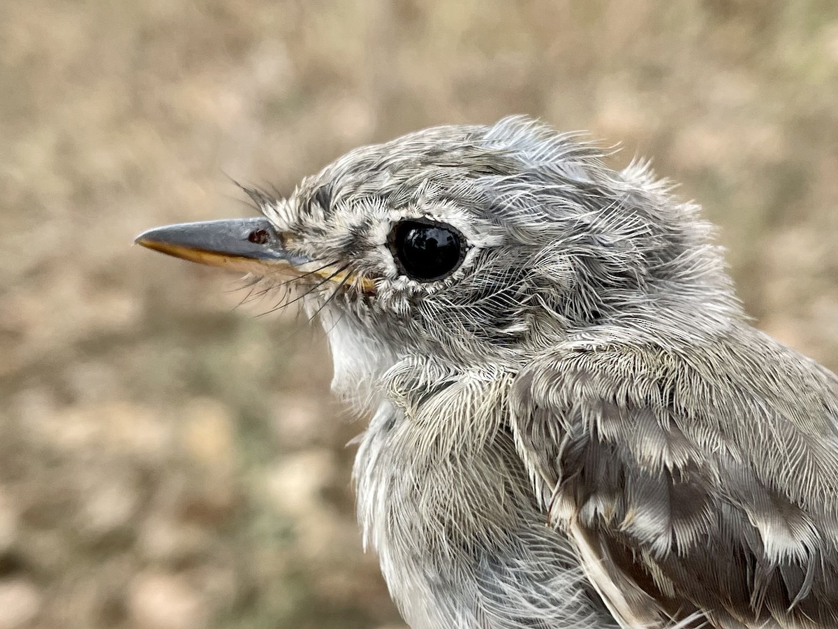 eBird Checklist - 22 Oct 2022 - Bonsall/Zuma Canyon - 43 species (+2 ...