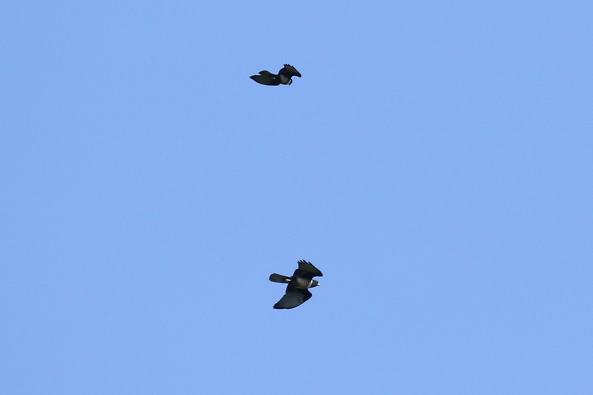 eBird Taiwan Checklist - 26 Oct 2022 - 墾丁NP--社頂凌霄亭(賞鷹平台)(Kenting NP ...