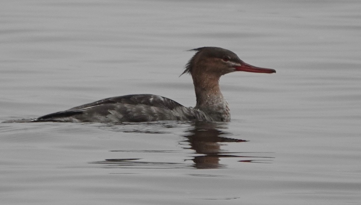 eBird Checklist - 25 Oct 2022 - Ottawa--Britannia Park (pier) - 5 species