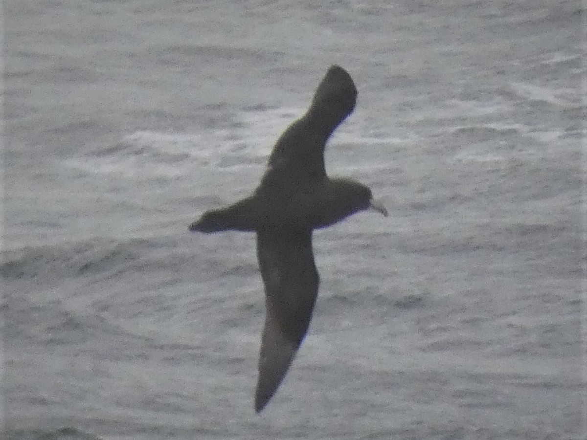 eBird Checklist - 26 Oct 2022 - Auto selected -46.09341, -75.40675 - 9 ...