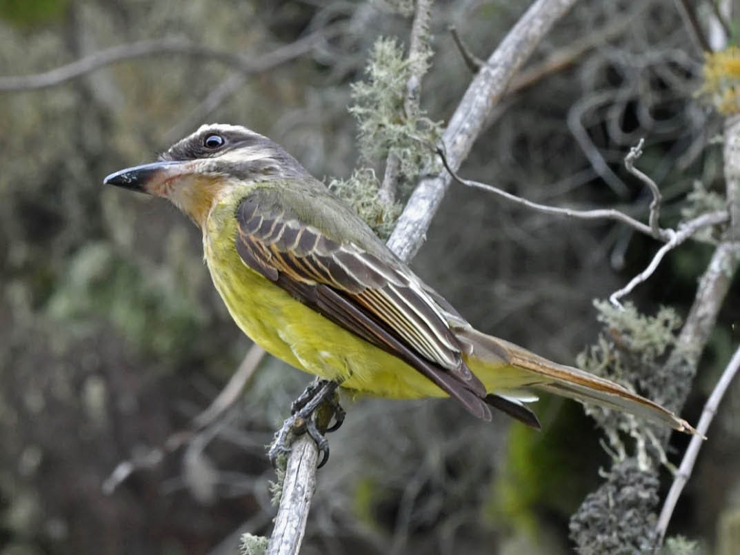 Golden-crowned Flycatcher - eBird