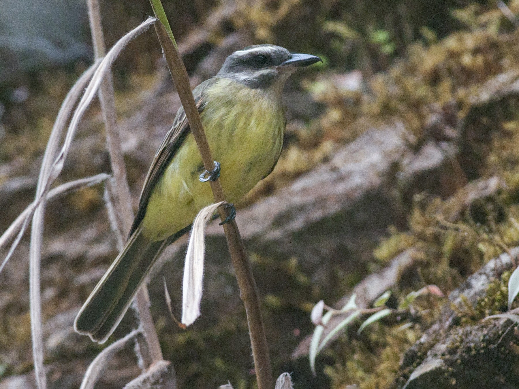 Golden-crowned Flycatcher - eBird