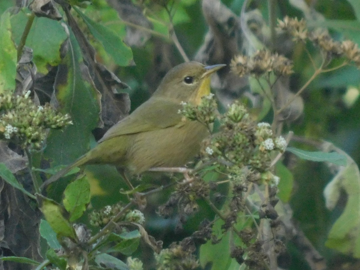 eBird Checklist - 26 Oct 2022 - Rowan house - 11 species