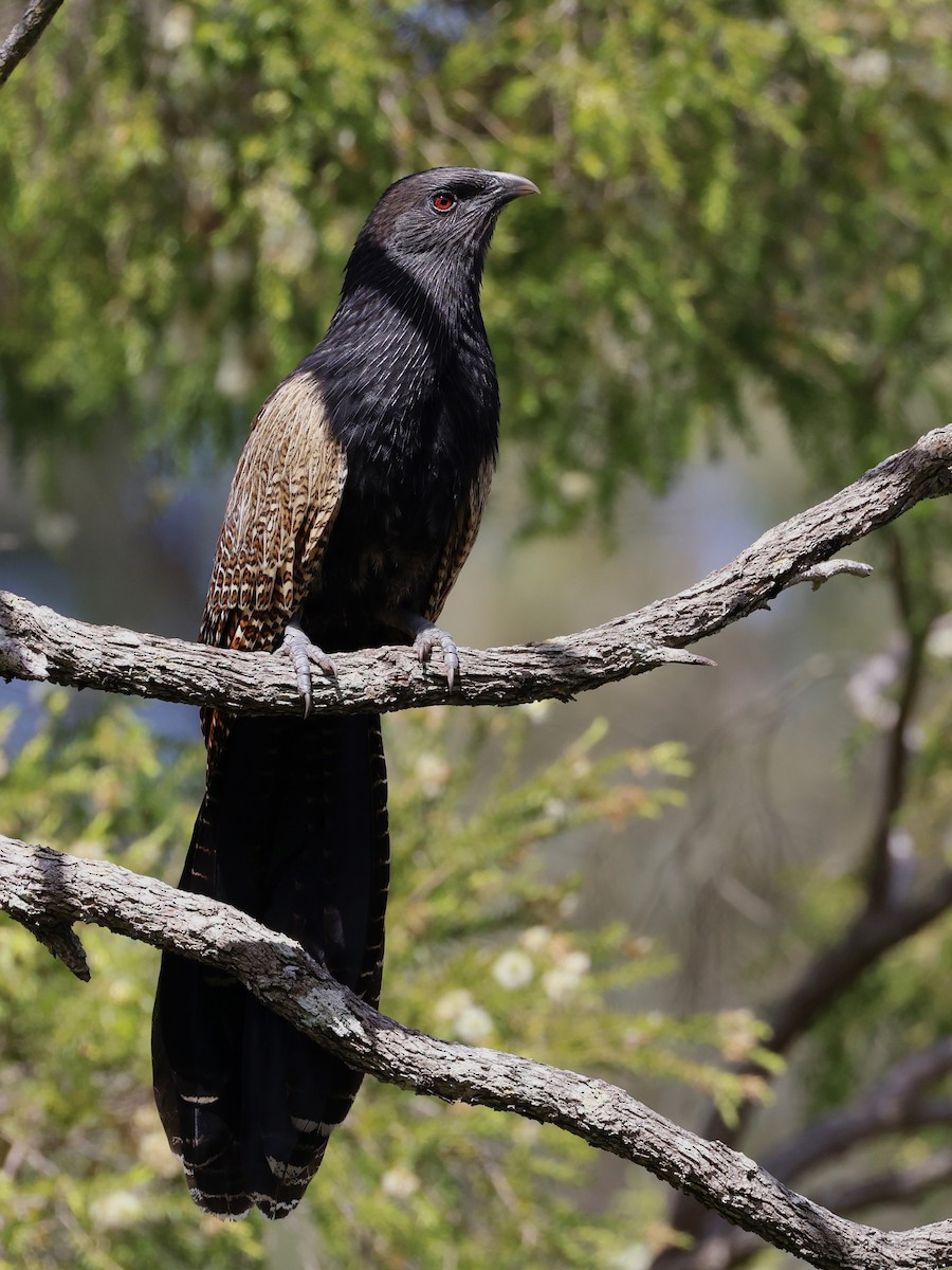 eBird Checklist - 27 Oct 2022 - Oxley Creek Common - 28 species