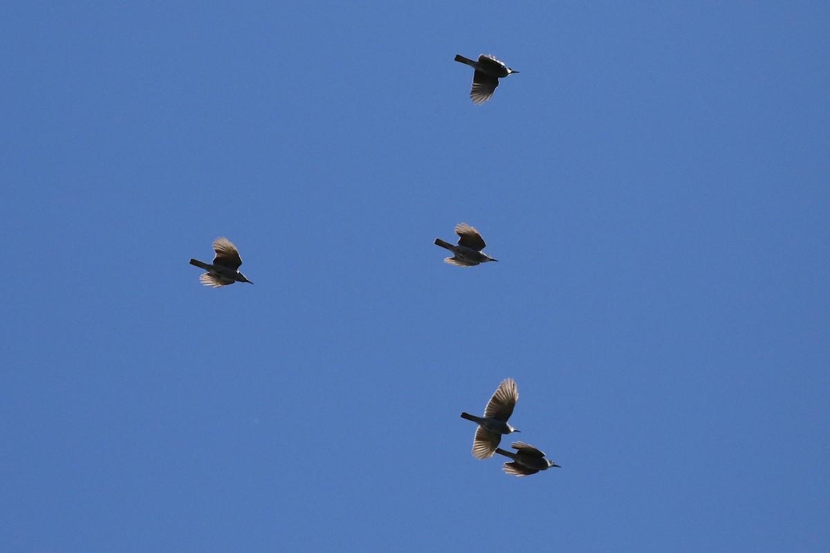 eBird Checklist - 25 Oct 2022 - Los Padres NF--Mt. Pinos CG - 16 species