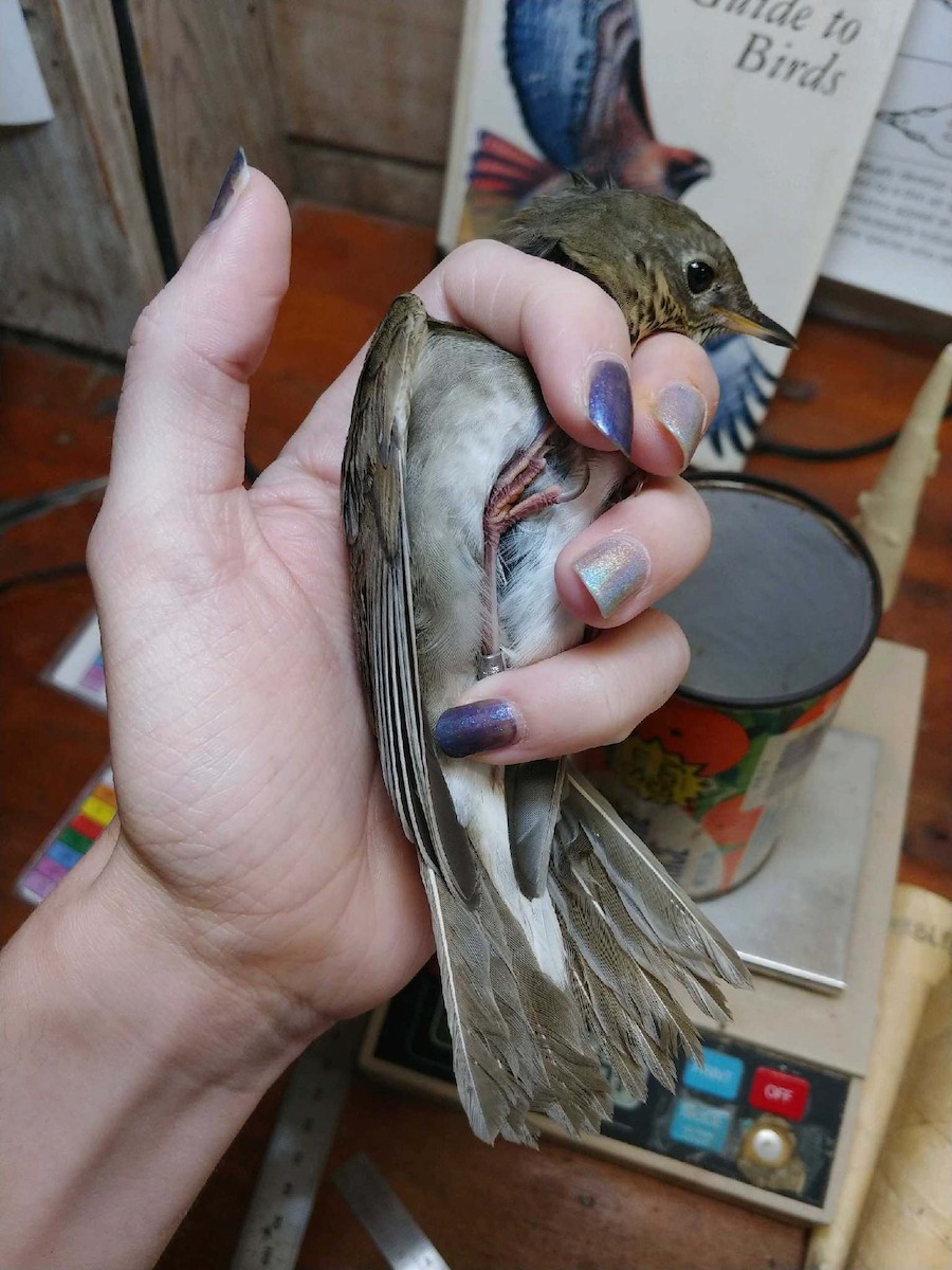 eBird Checklist - 27 Oct 2022 - Manomet Bird Observatory - 14 species