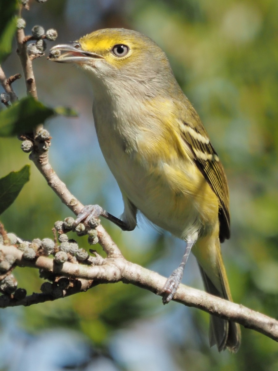eBird Checklist - 27 Oct 2022 - The Celery Fields - 33 species