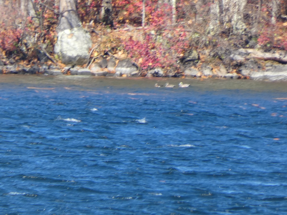 eBird Checklist - 27 Oct 2022 - Newfound Lake/Cummings Beach,W Shore Rd ...