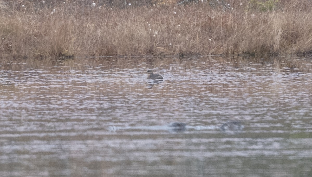 Vermont eBird Checklist - 25 Oct 2022 - Moose Bog, Wenlock WMA - 16 species