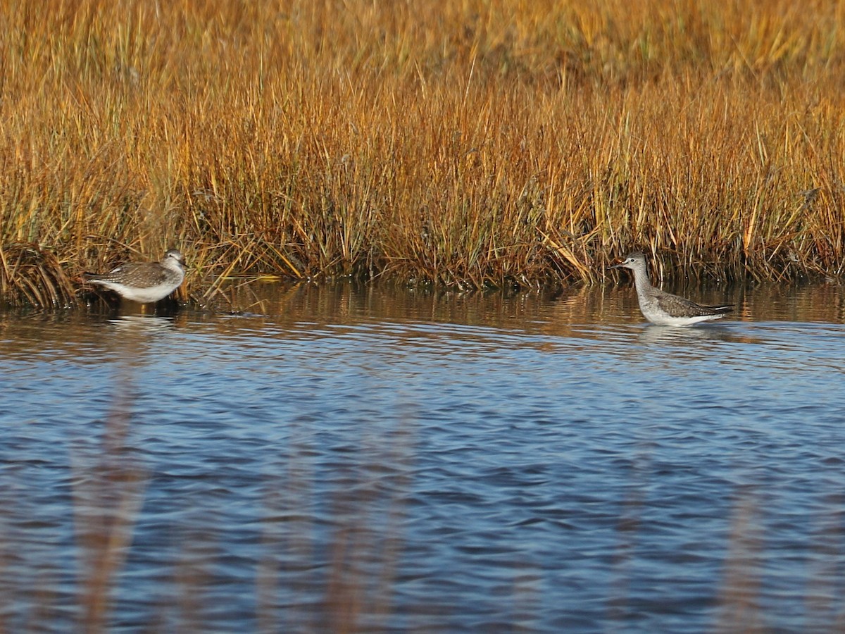 eBird Checklist - 27 Oct 2022 - Hampton Salt Marsh Conservation Area ...