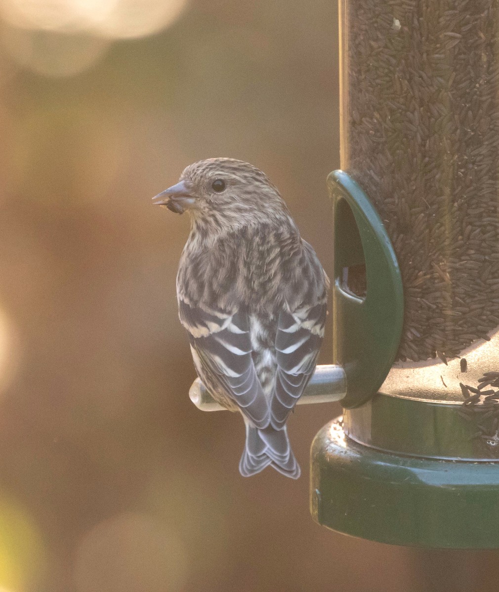 eBird Checklist - 27 Oct 2022 - My Yard - 1 species