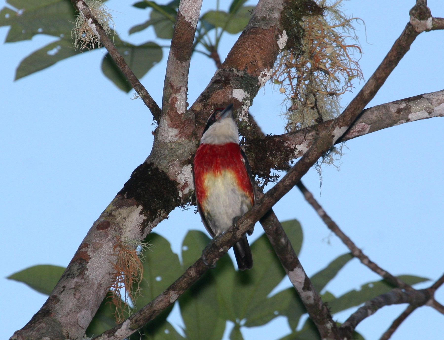 Sira Barbet - eBird