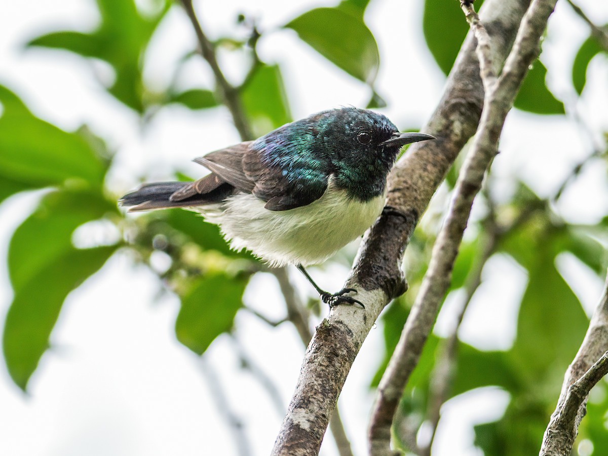 Amani Sunbird - Hedydipna pallidigaster - Birds of the World