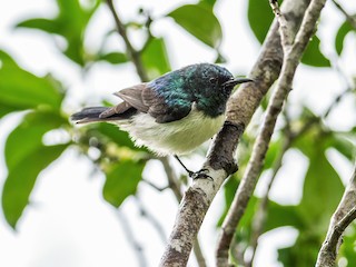 Amani Sunbird - Hedydipna pallidigaster - Birds of the World