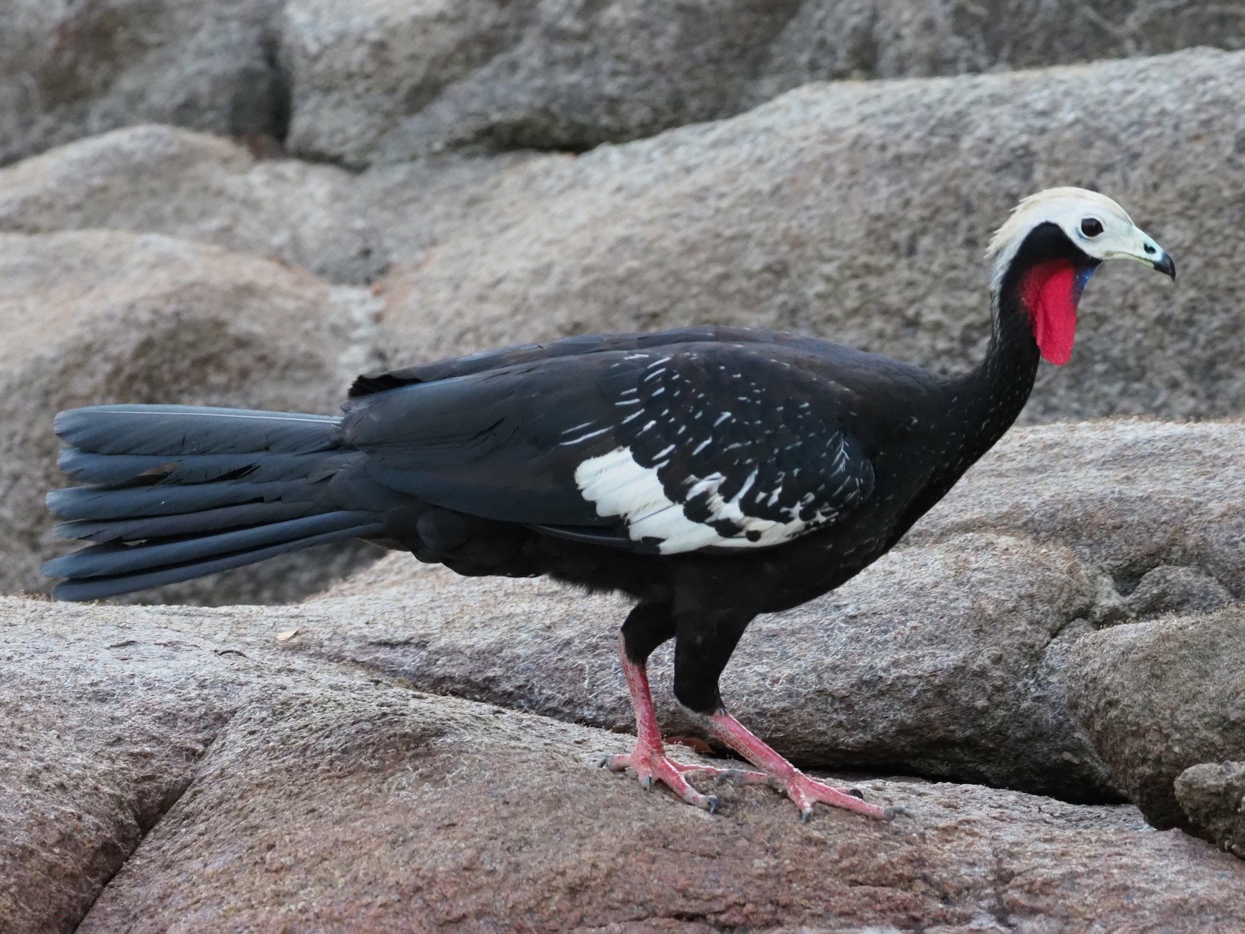 Red-throated Piping-Guan - eBird