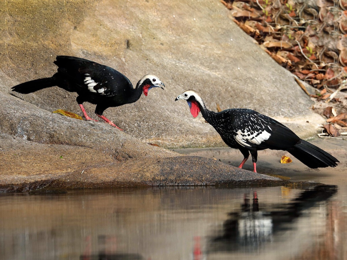 Red-throated Piping-Guan - Pipile cujubi - Birds of the World
