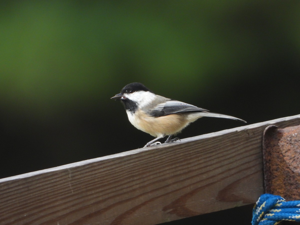 eBird Checklist - 28 Oct 2022 - SV Ridge - 9 species