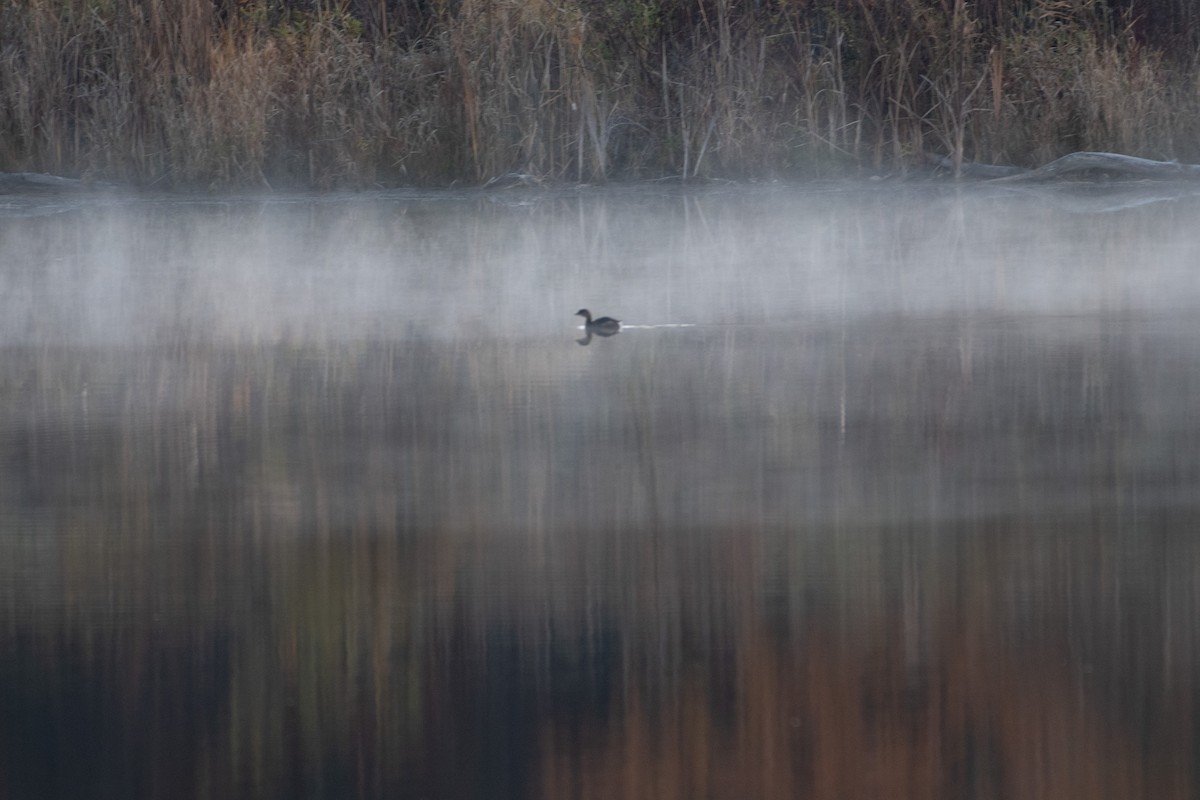 eBird Checklist - 28 Oct 2022 - Myeerah Nature Preserve - 36 species