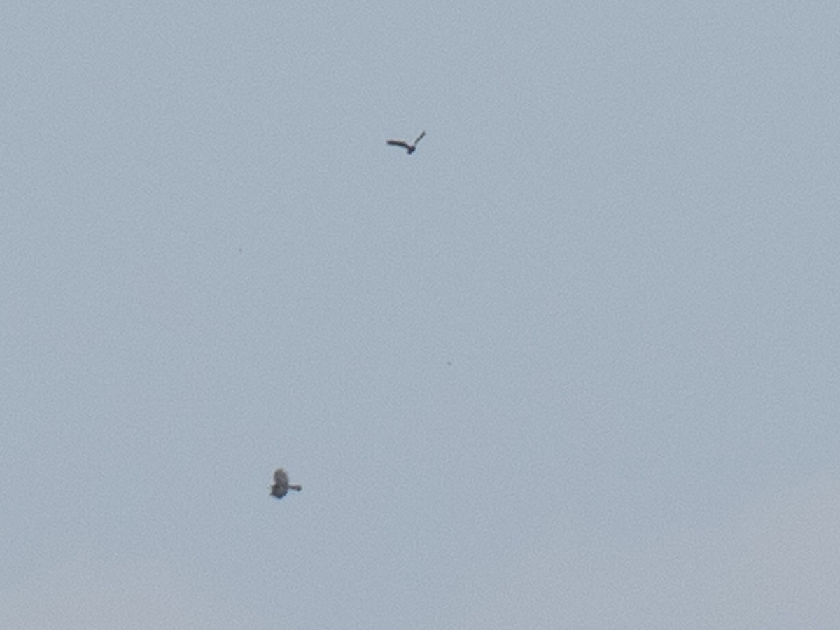 eBird Checklist - 28 Oct 2022 - Bentsen-Rio Grande Val. SP--Hawk Watch ...
